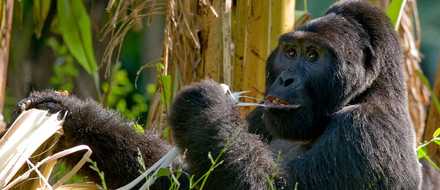 The Complete Uganda Safari: Gorillas, Chimpanzees, Rhino Tracking ...