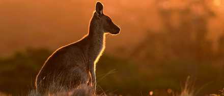 Highlights of the Australian Outback: Kangaroo Safari | Zicasso