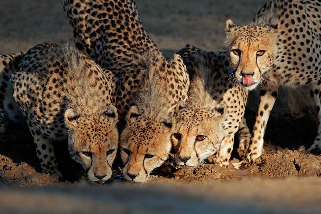 Top 15 Animals of South Africa and Where to See Them | Zicasso