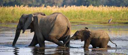 Family-Friendly Southern Africa Excursion | Zicasso
