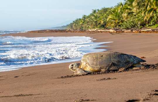 What Is Costa Rica Known For? Best Beaches, Volcanoes, and Animals ...