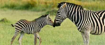 Classic Southern African Safari | Zicasso